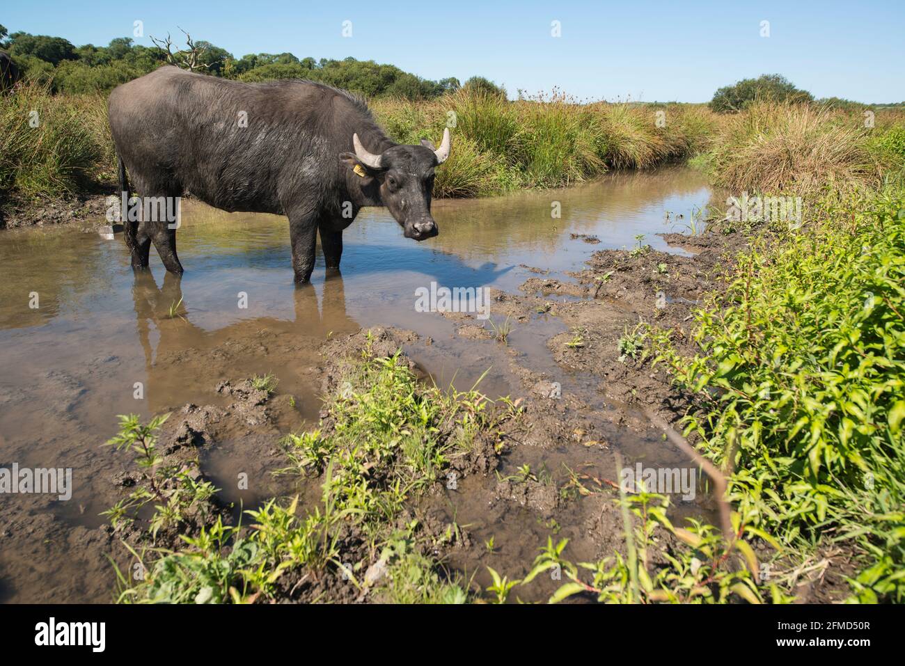 Asian water buffalo, Teifi Marshes, Welsh Wildlife Centre, Cilgerran ...