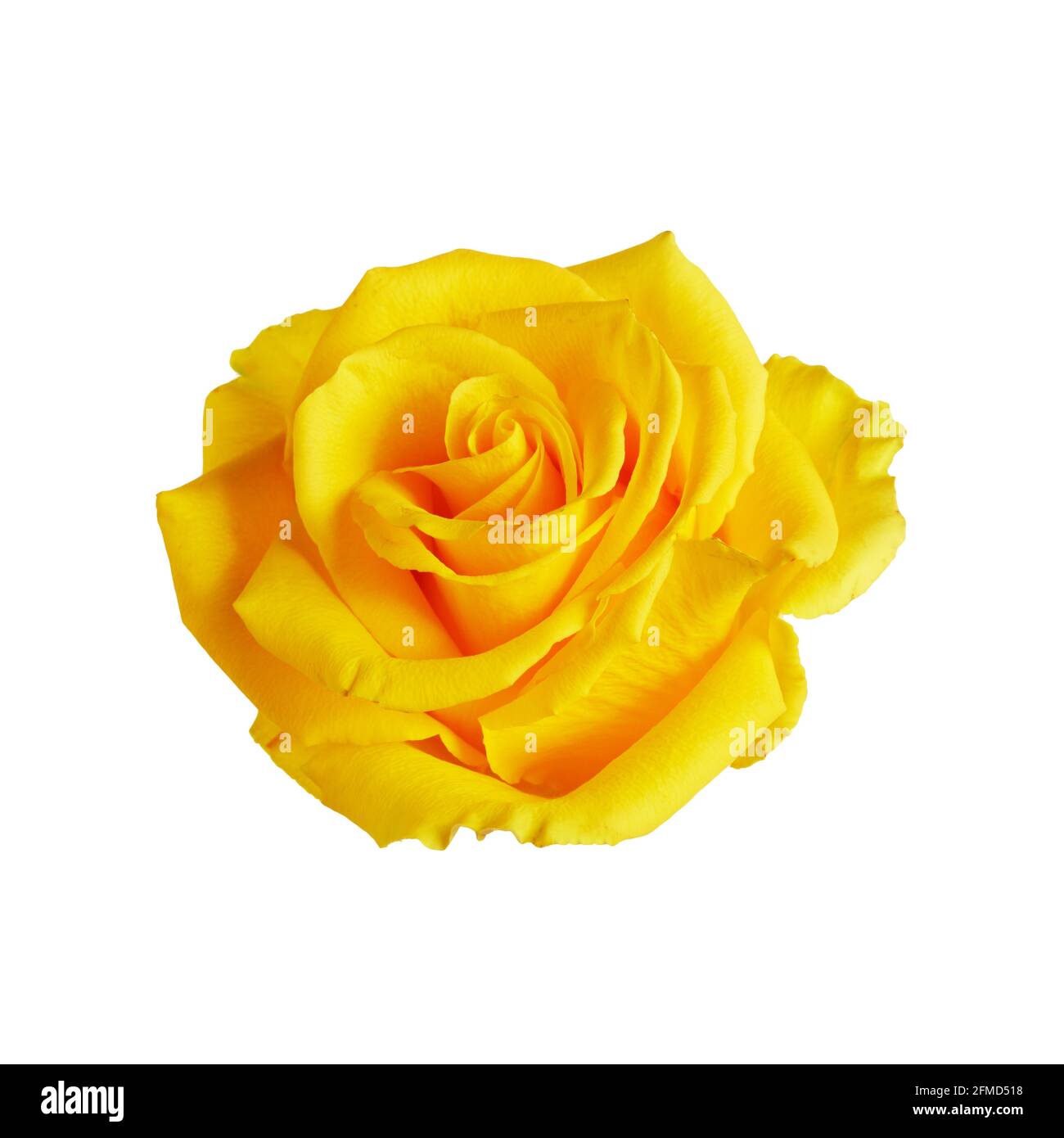 Yellow Rose White Background