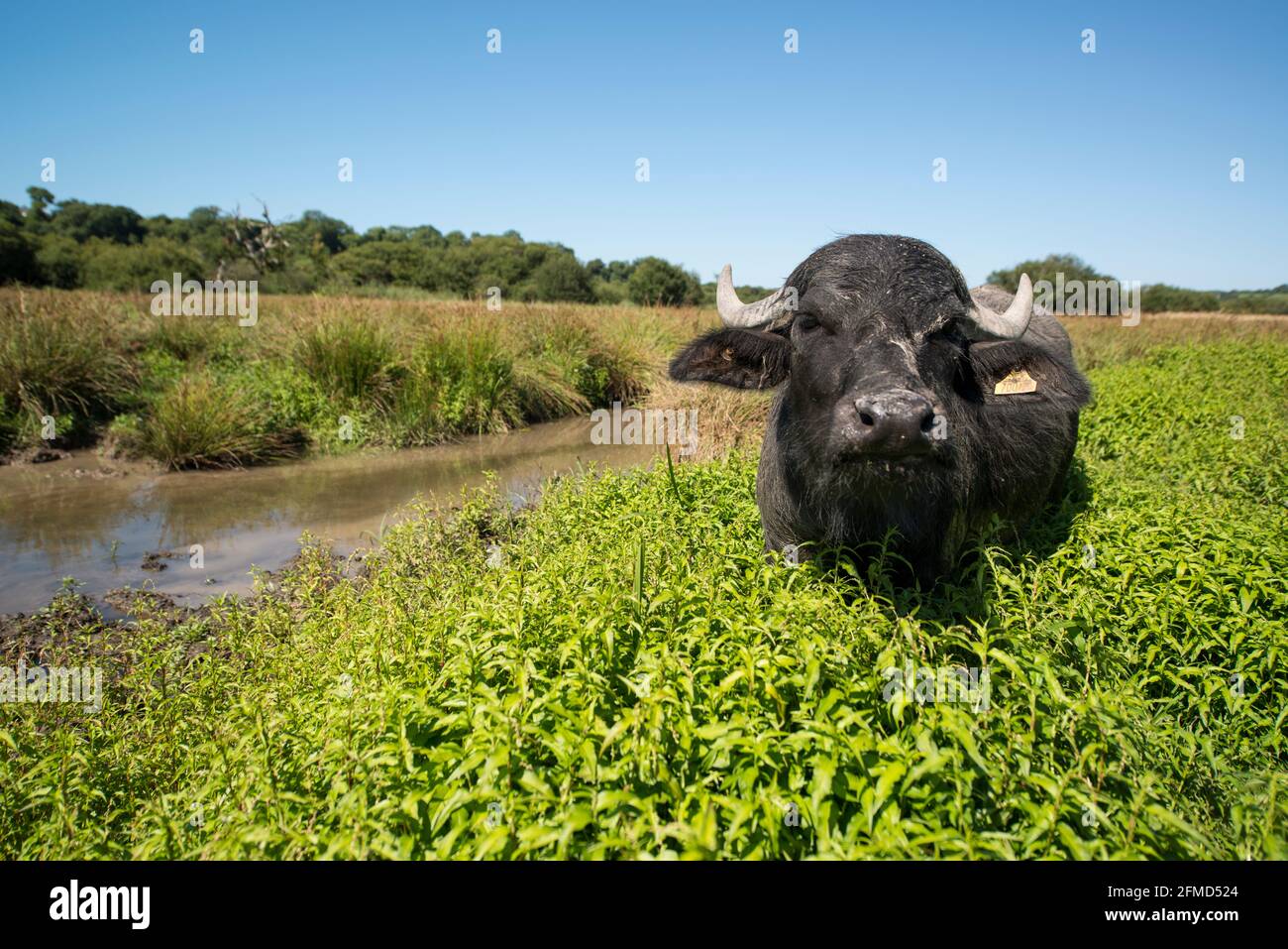 Asian water buffalo, Teifi Marshes, Welsh Wildlife Centre, Cilgerran ...
