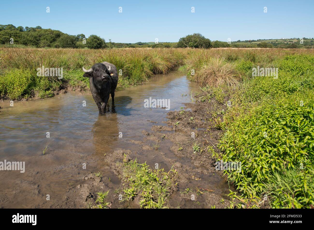 Asian water buffalo, Teifi Marshes, Welsh Wildlife Centre, Cilgerran ...