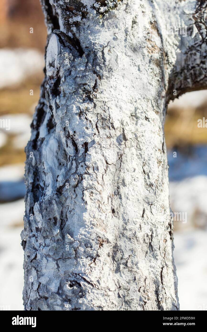 Apple or pear tree trunk covered with white paint whitewash to protect ...