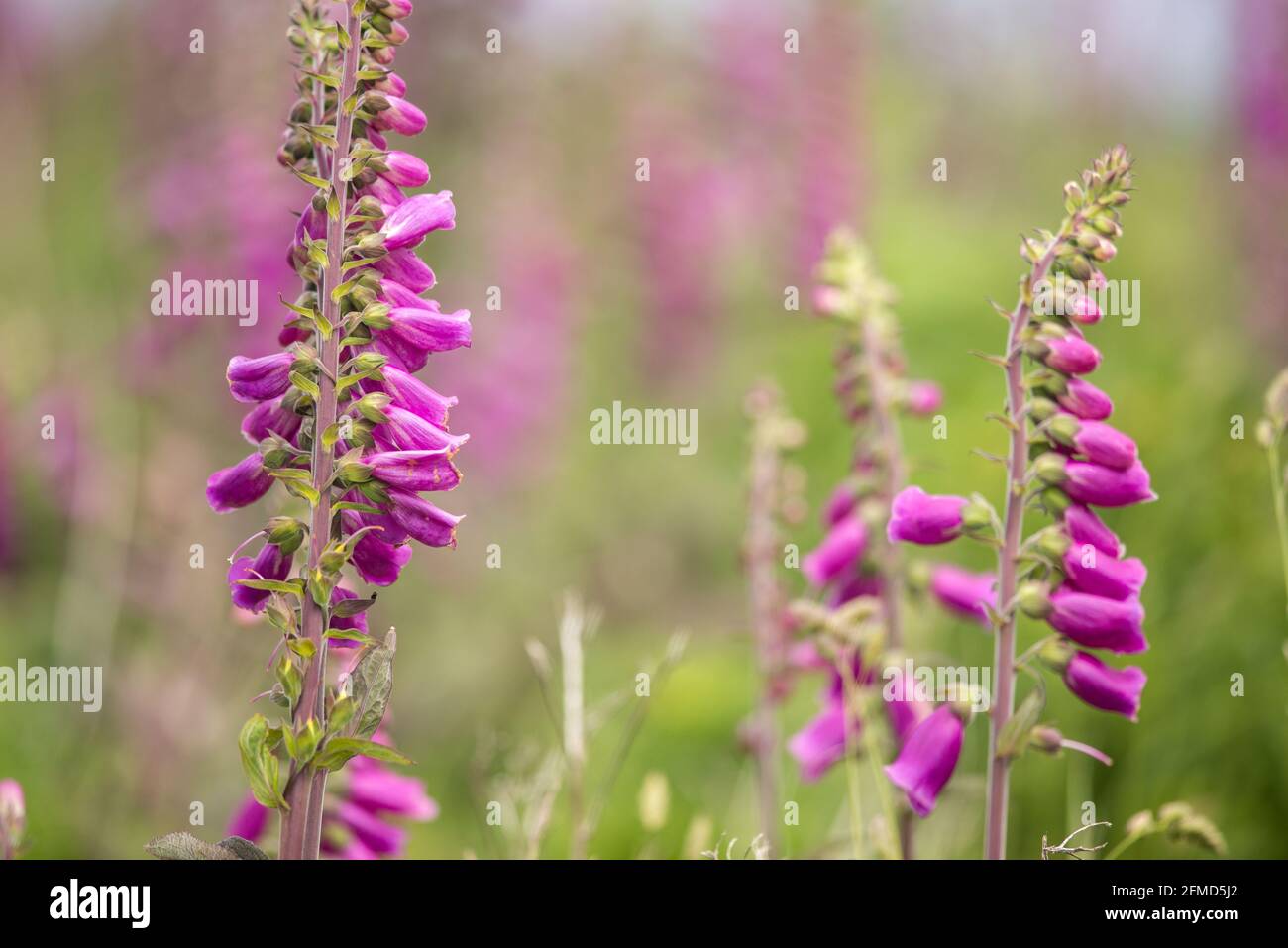 Foxglove (Digitalis purpurea), Wales, UK Stock Photo - Alamy