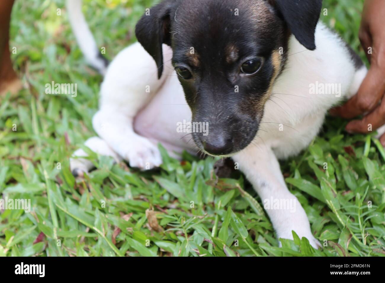 Two months old black and white puppy from Sri Lanka, here bogs are ...