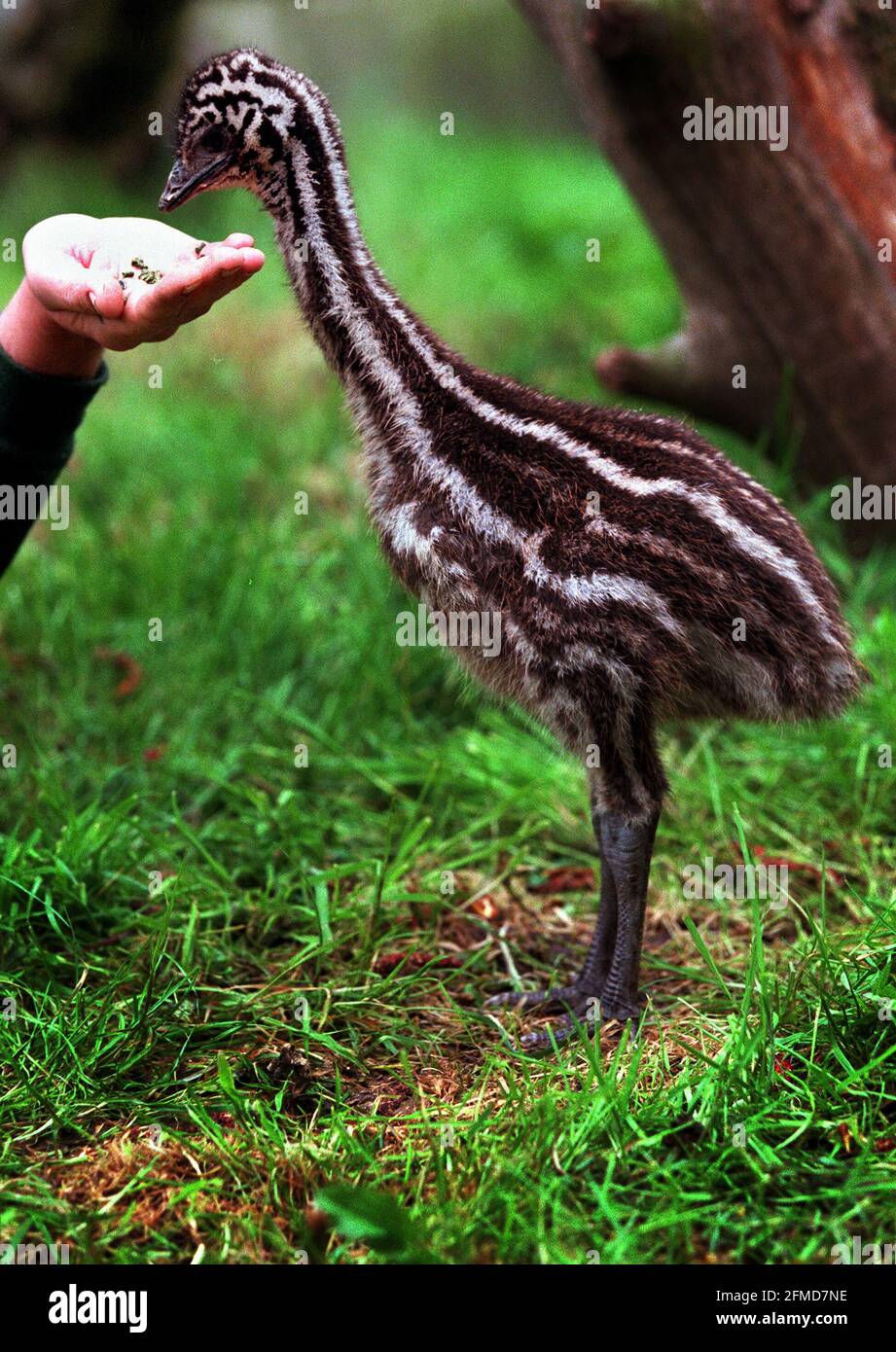 1 month old emu's April 2000 billa and bong at london zoo Stock Photo ...