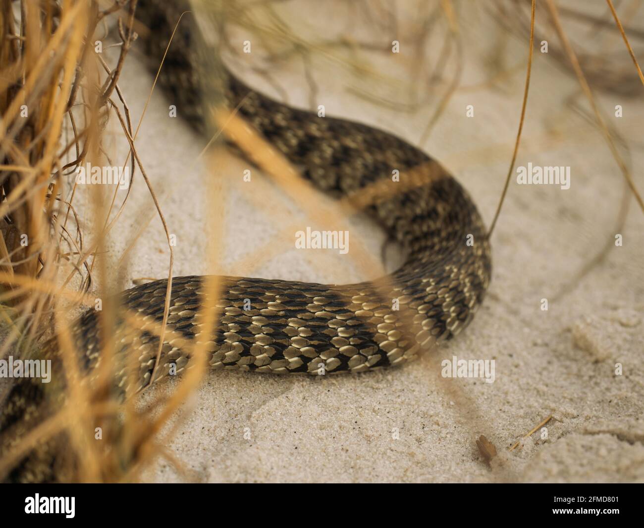 Desert snake hiding hi-res stock photography and images - Alamy