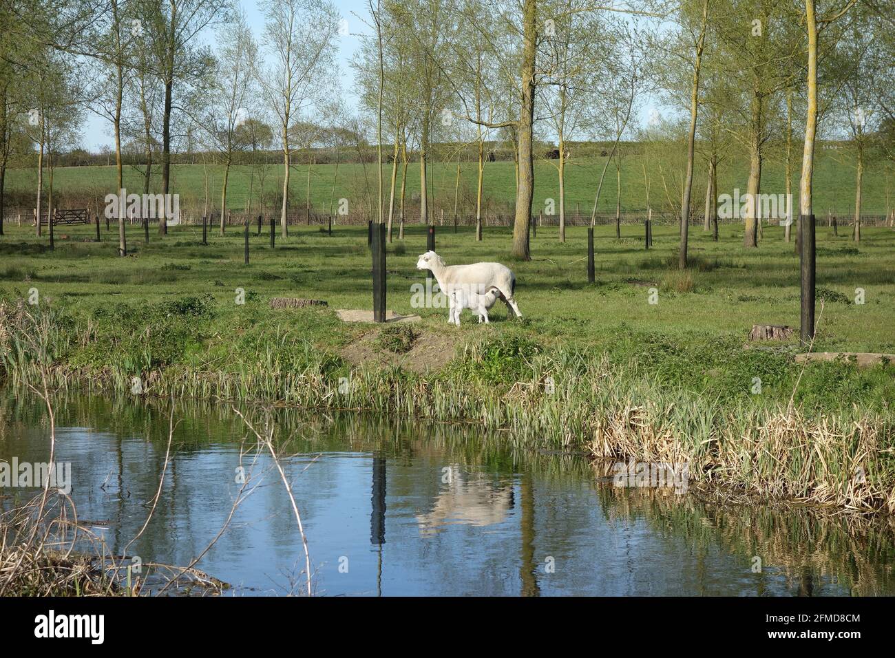 Witham country park hi-res stock photography and images - Alamy