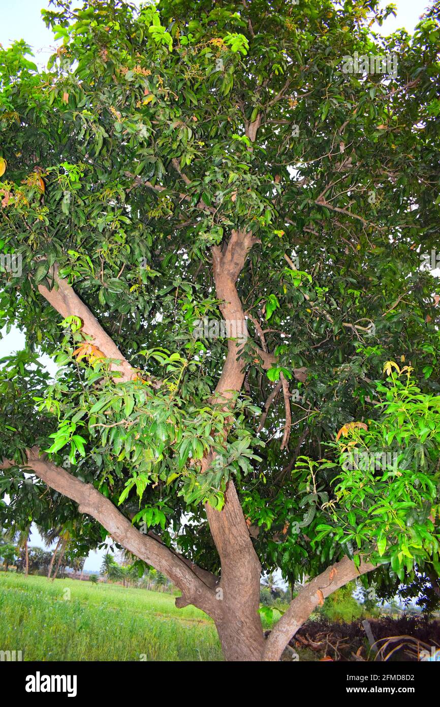 Mango trees with natural background in Chennai, Tamil Nadu Stock Photo ...