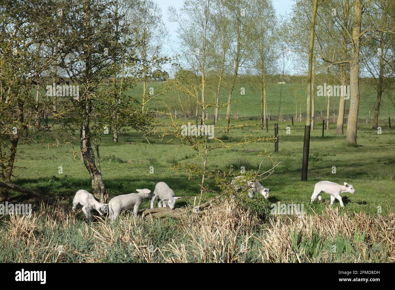 Witham country park hi-res stock photography and images - Alamy