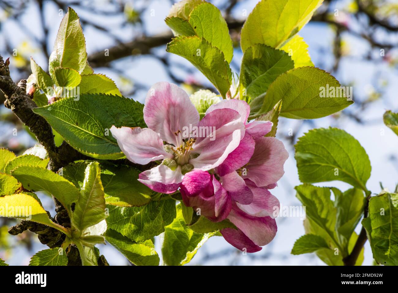 An ancient apple tree that blossoms nearly every year Stock Photo - Alamy