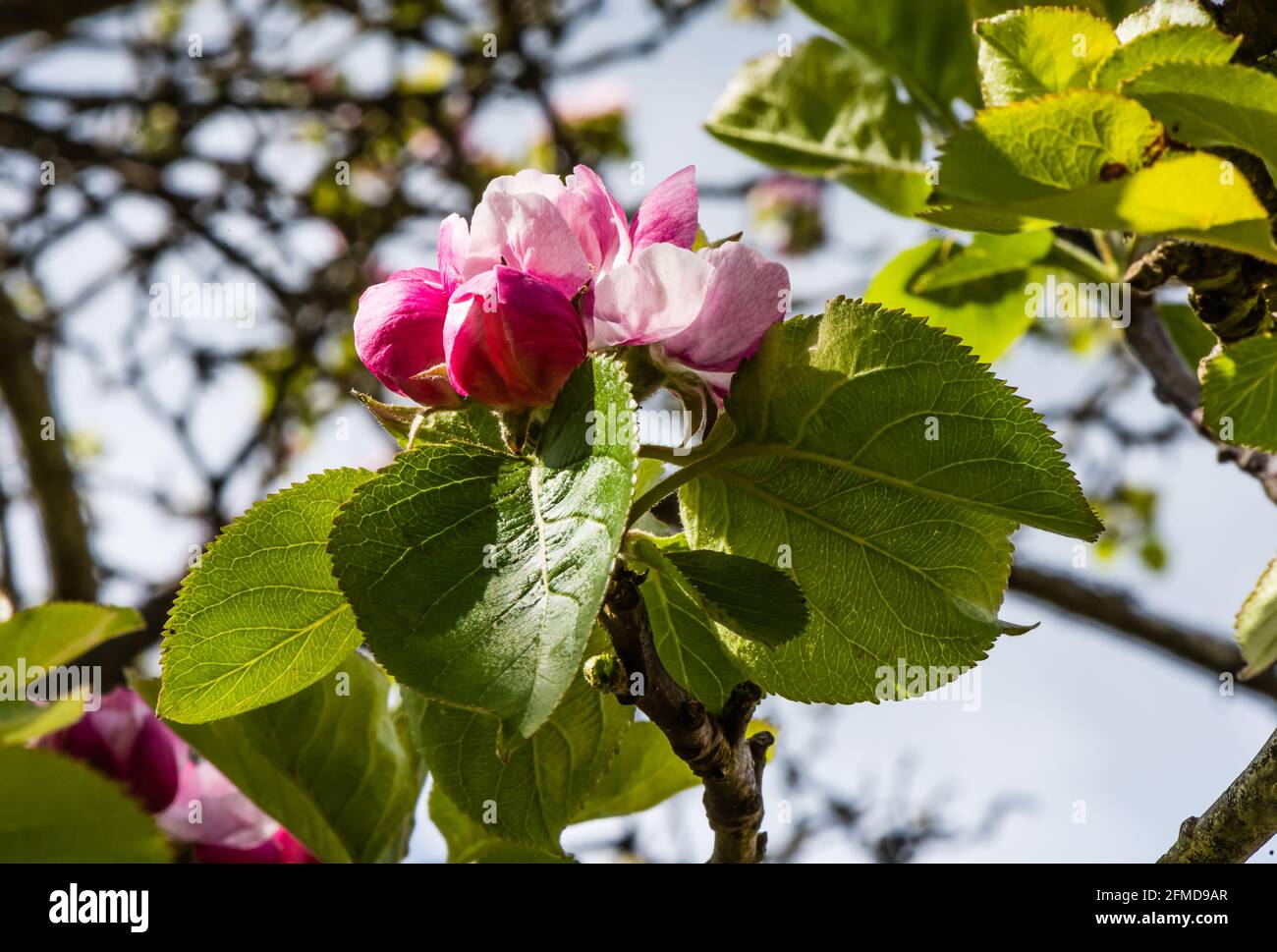 An ancient apple tree that blossoms nearly every year Stock Photo - Alamy