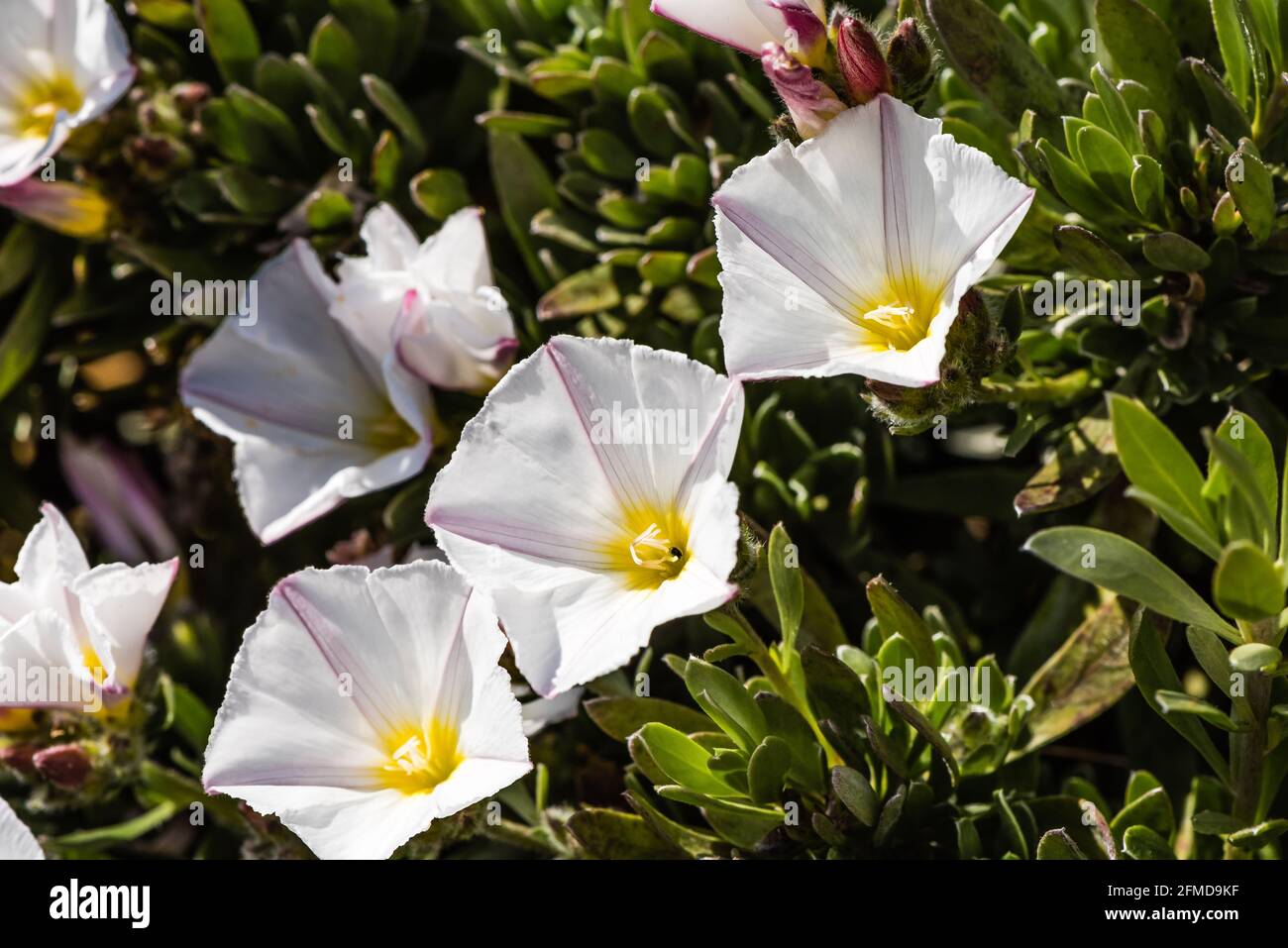 Convolvulus cneorum hi-res stock photography and images - Alamy