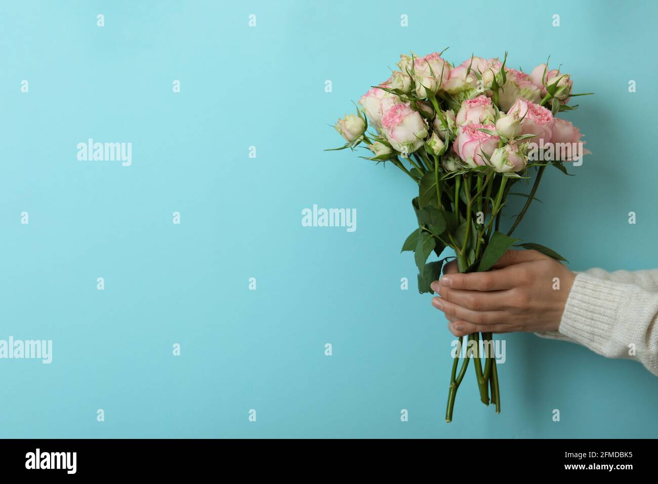 Female hands hold roses on blue background Stock Photo - Alamy