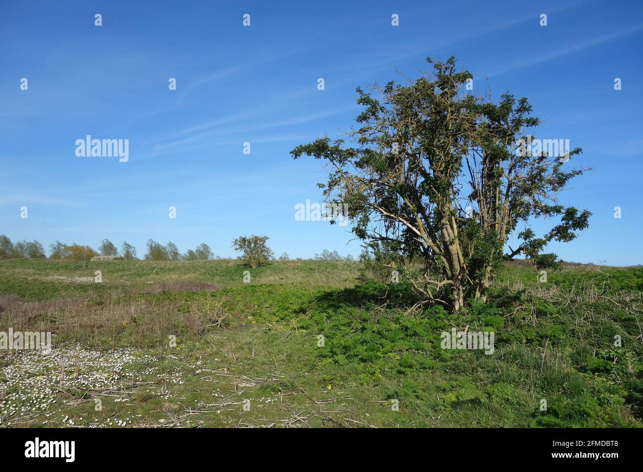 Witham country park hi-res stock photography and images - Alamy