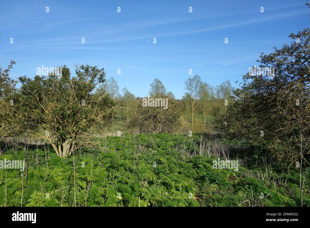 Witham country park hi-res stock photography and images - Alamy