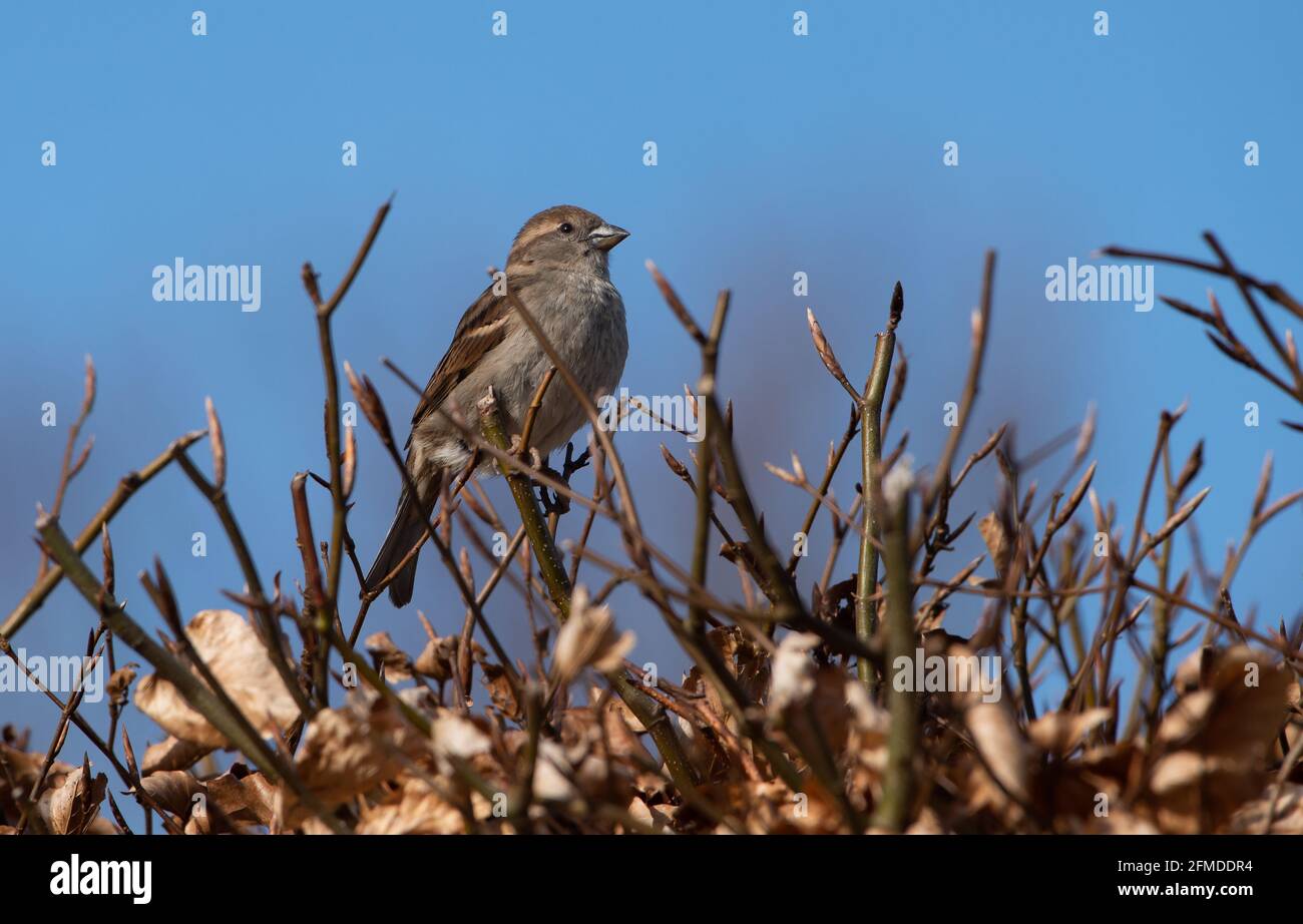 Female sparrow bird hi-res stock photography and images - Alamy