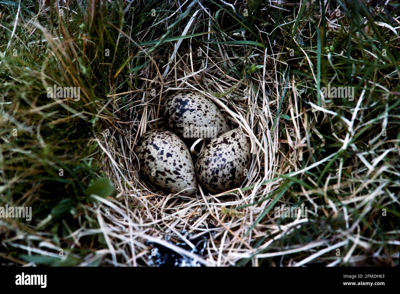 Birds, exotic birds, nests, chicks and eggs Stock Photo - Alamy