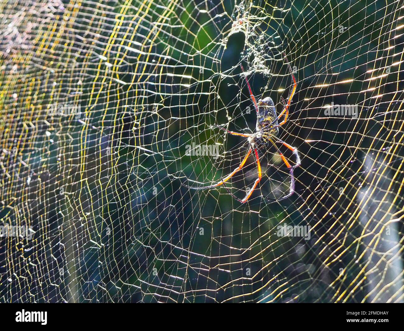 Batik Golden Web Spider perched on its web, reflecting the golden ...