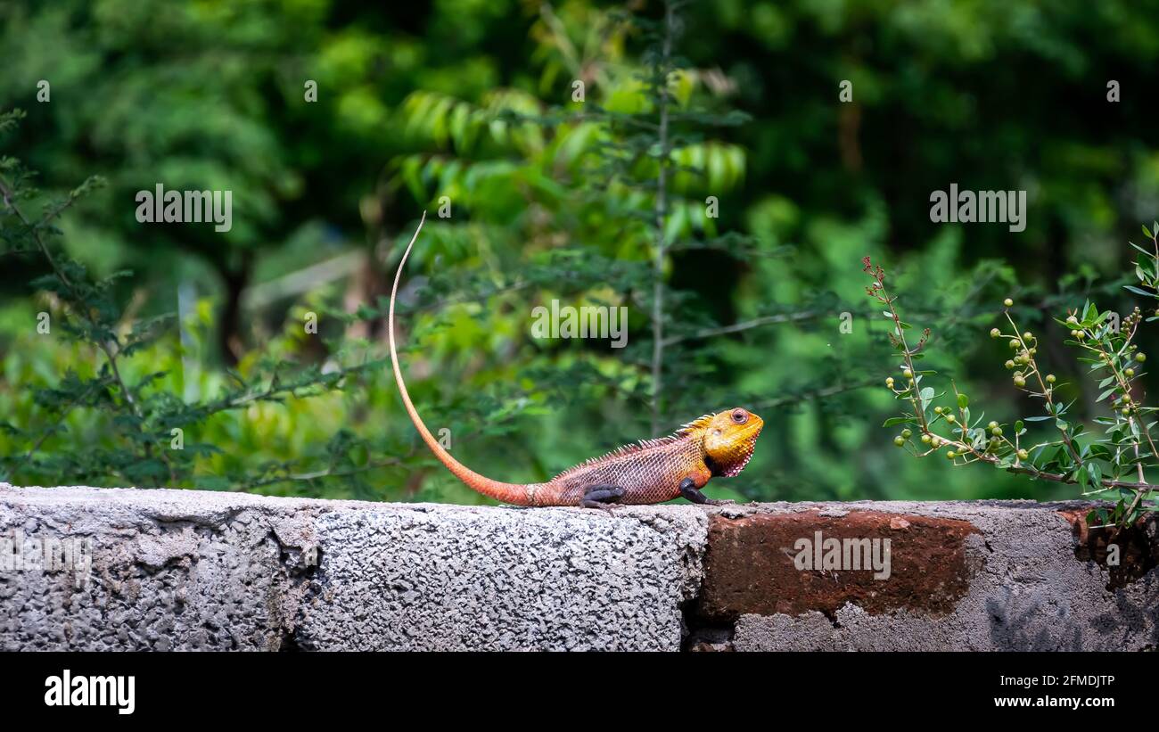 Lizard india house hi-res stock photography and images - Alamy