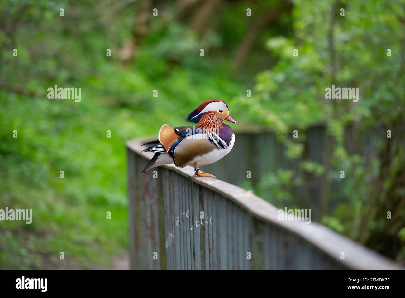 Mandarina duck hi-res stock photography and images - Alamy