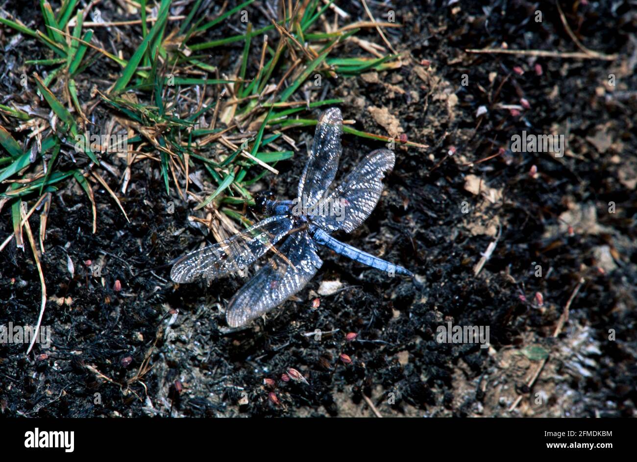 Dragonfly Enthusiasts High Resolution Stock Photography and Images - Alamy