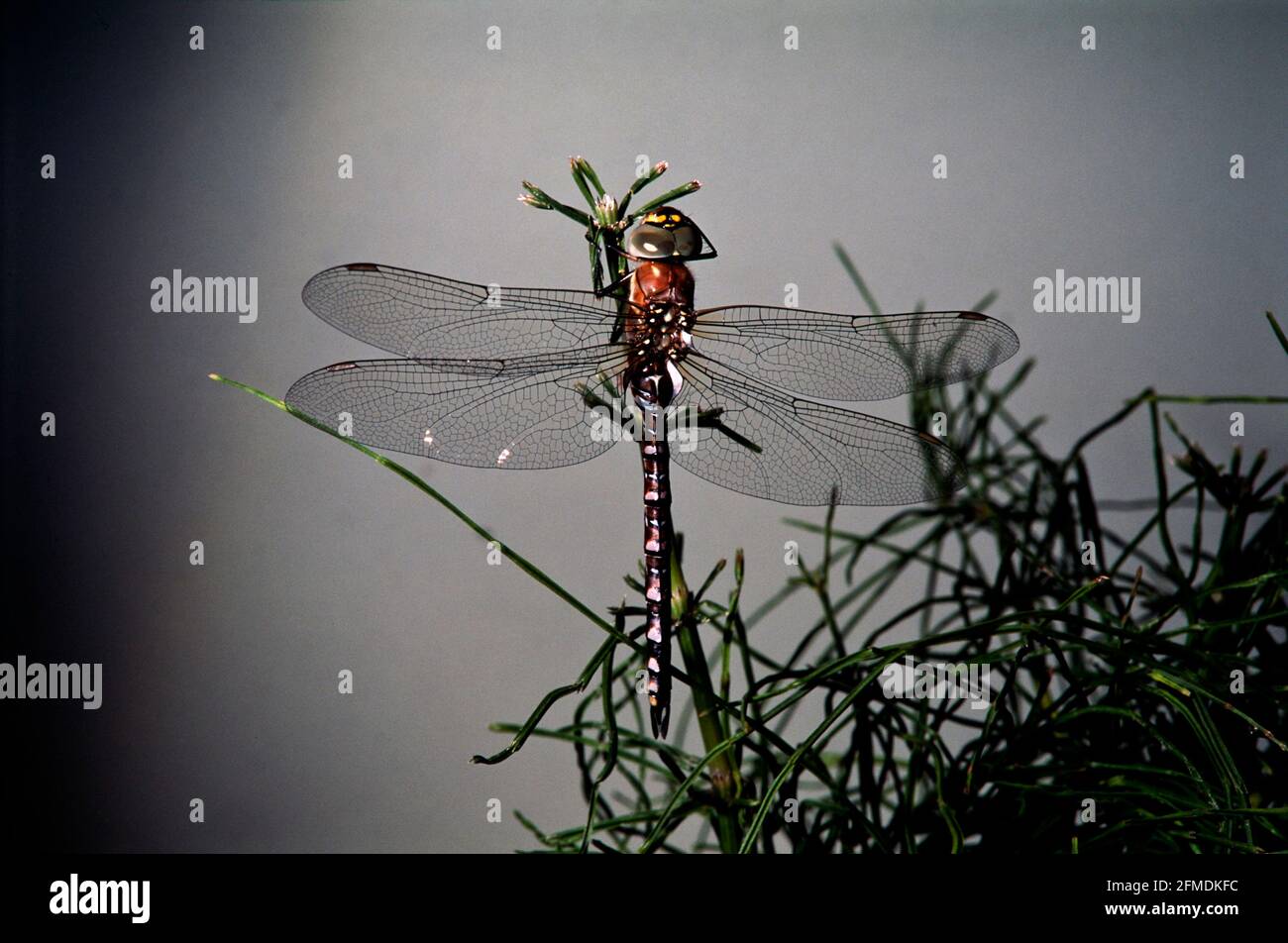 Dragonfly Enthusiasts High Resolution Stock Photography and Images - Alamy