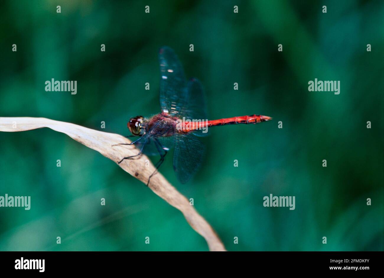 Dragonflies and damselflies of britain hi-res stock photography and ...