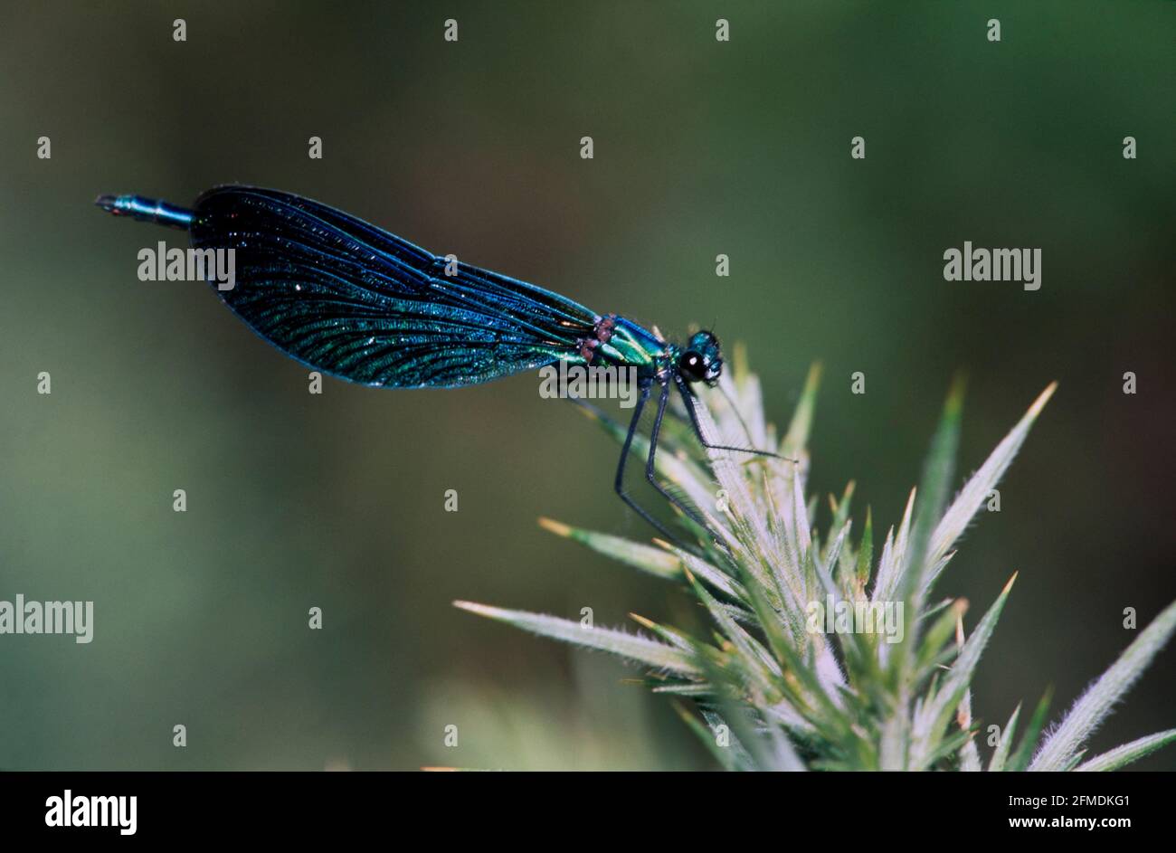 Dragonfly enthusiasts hi-res stock photography and images - Alamy