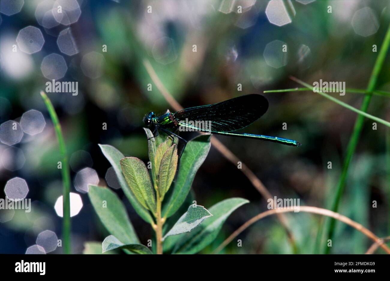 Dragonfly Enthusiasts High Resolution Stock Photography and Images - Alamy