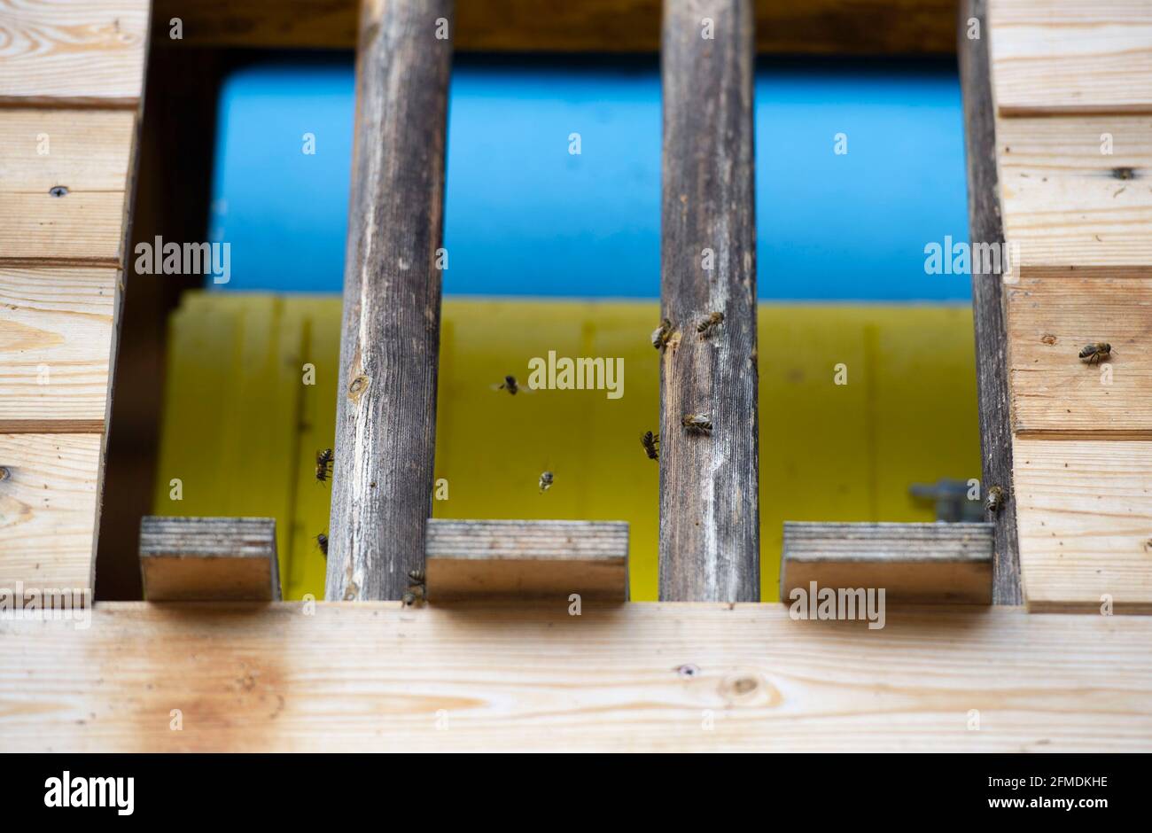 Warsaw, Warsaw, Poland. 8th May, 2021. Honey bees are seen at the ...