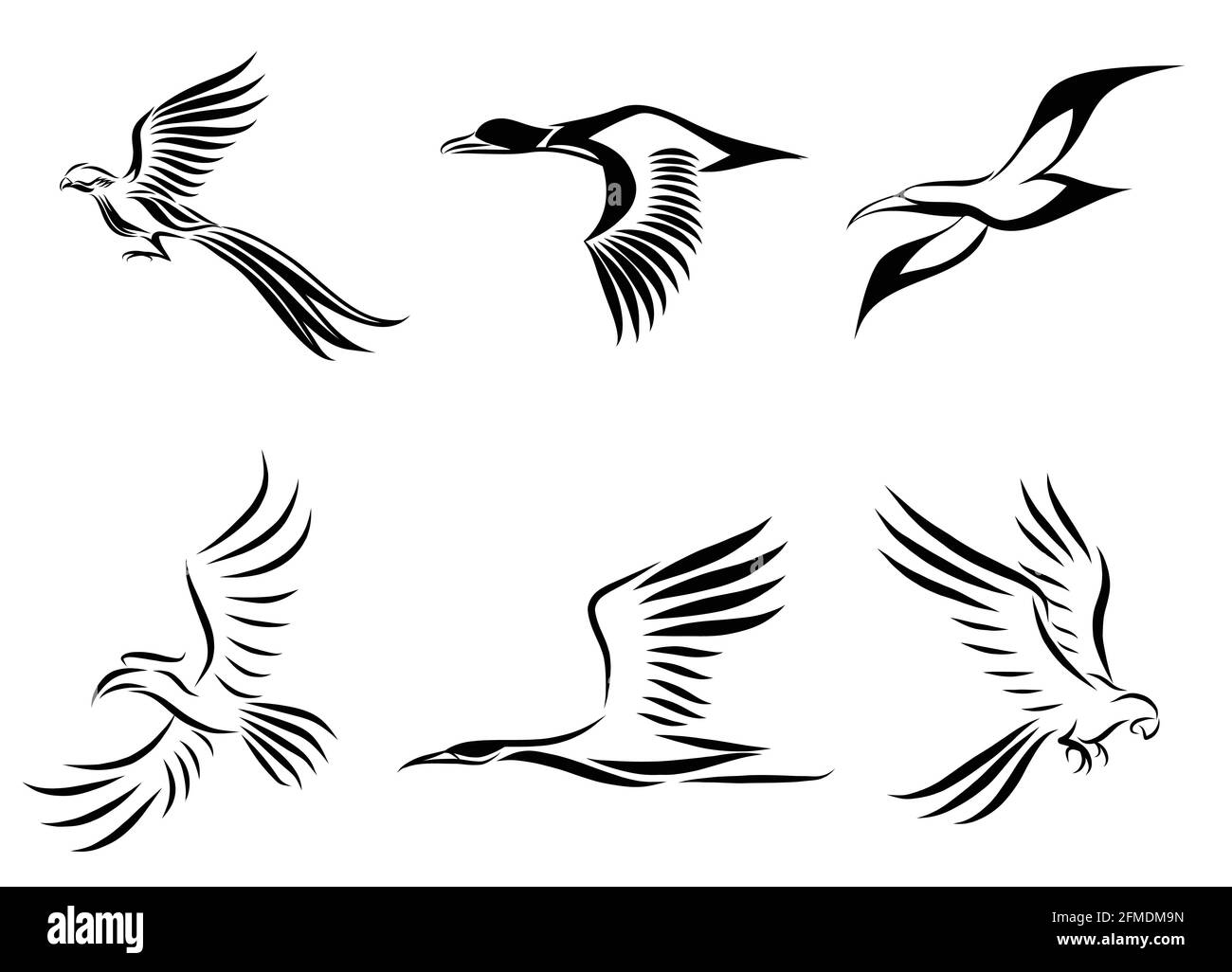 Set of six vector images of various birds flying such as pheasant ...