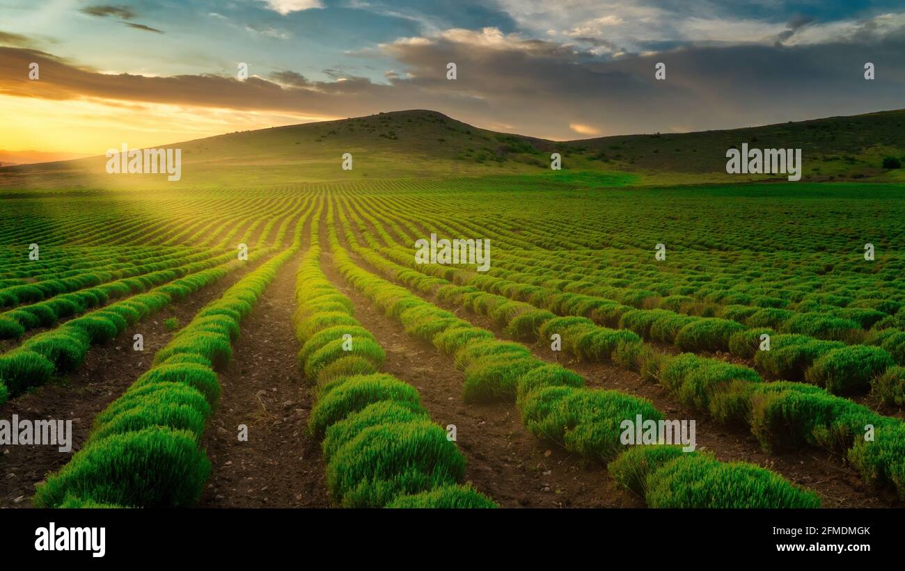 Field of immature lavender at sunset. Ray of light coming from the top ...