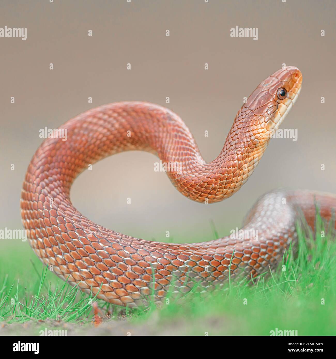 Snake scales hi-res stock photography and images - Alamy