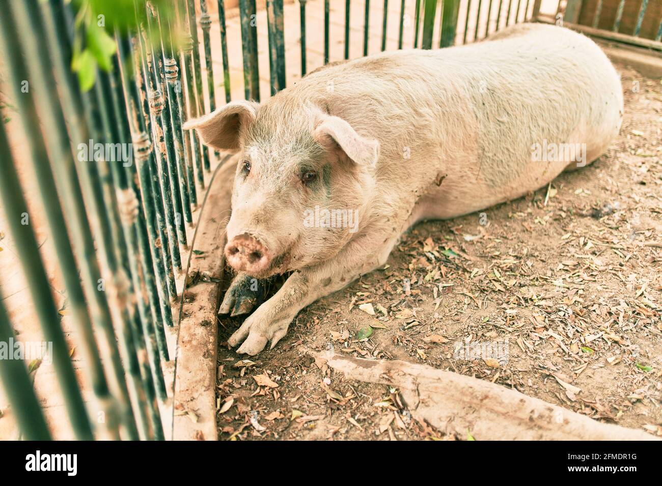 Pig farming floor hi-res stock photography and images - Alamy