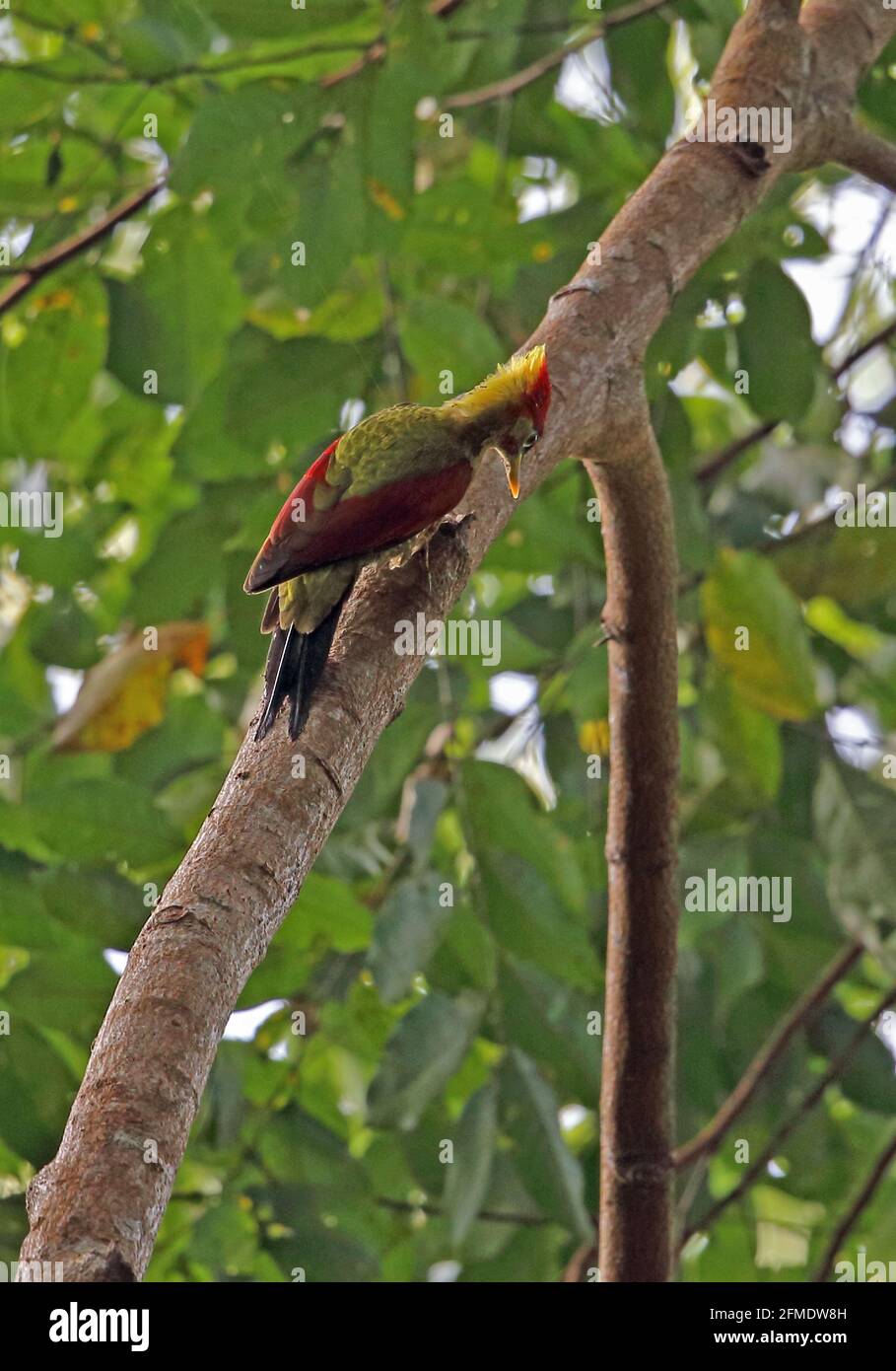 Crimson-winged Woodpecker (Picus puniceus observandus) adult male ...
