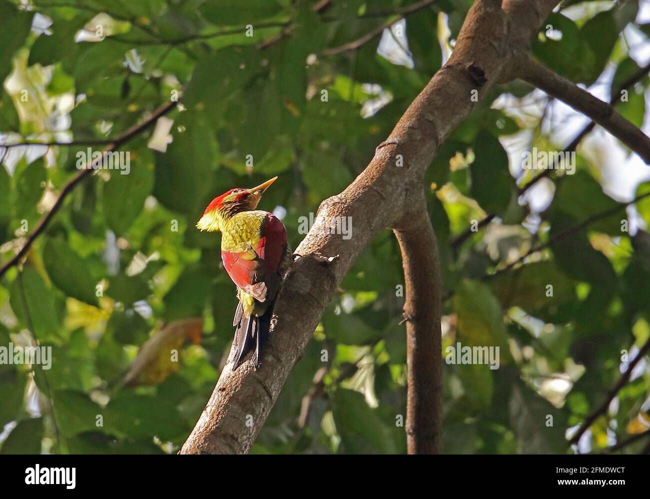Crimson-winged Woodpecker (Picus puniceus observandus) adult male ...