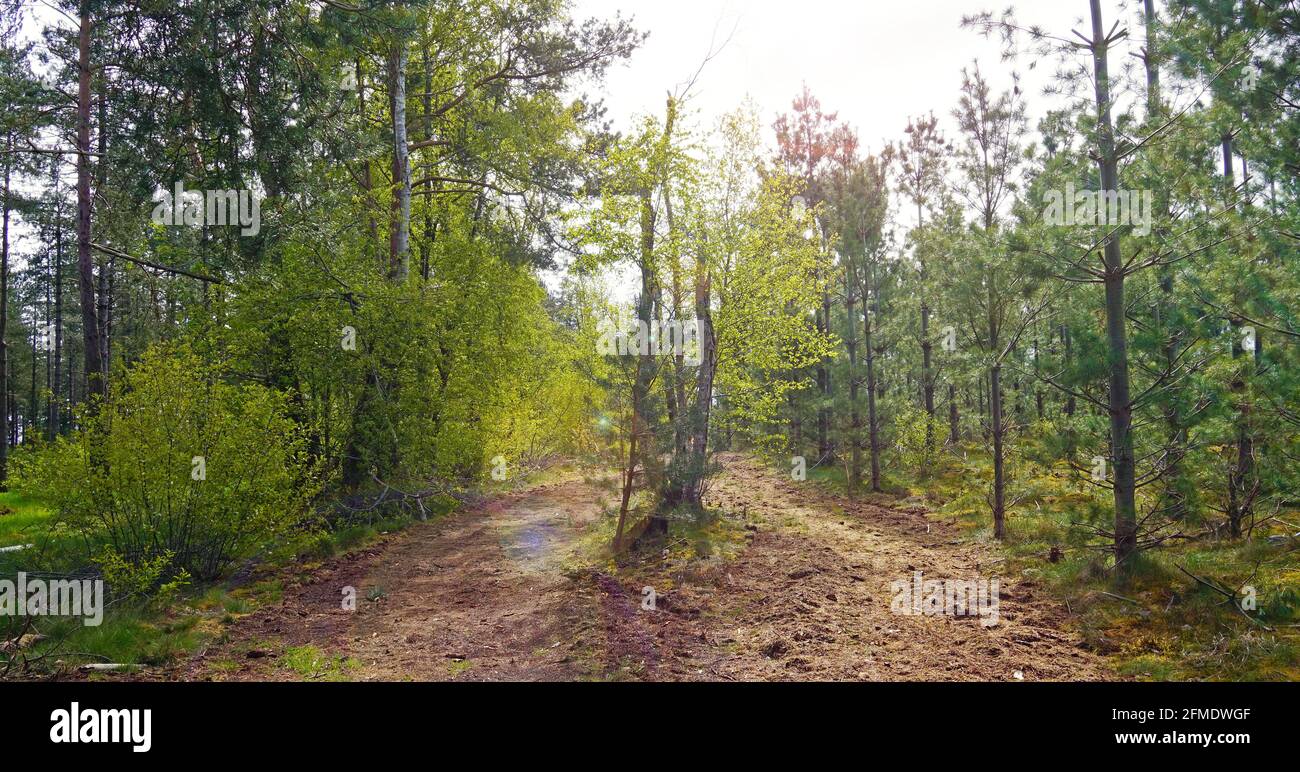 Hiking in forest. The footpath is splitting to give this tree space to ...