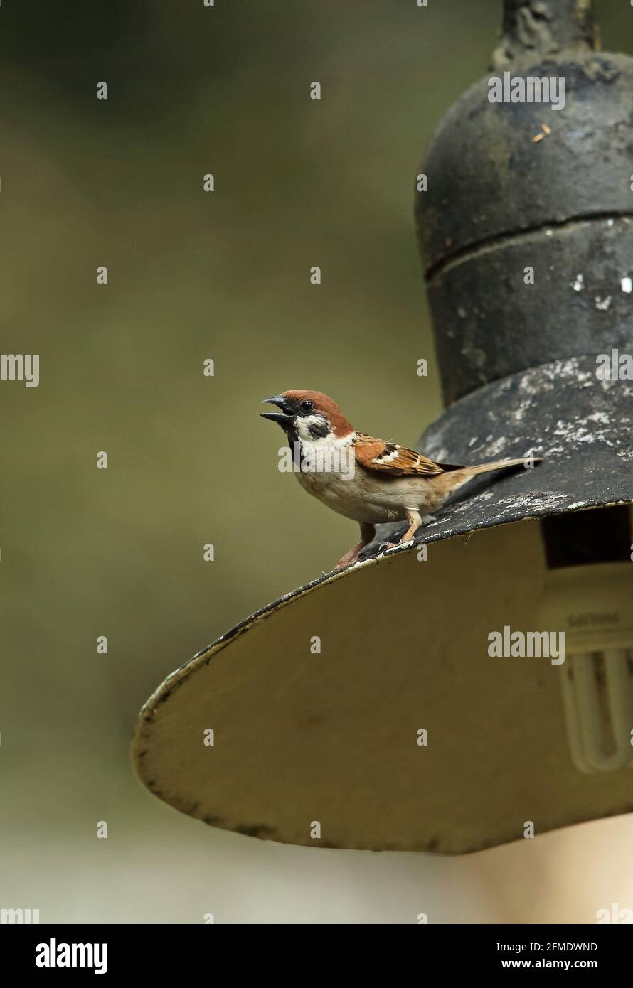 Eurasian Tree Sparrow (Passer Montanus malaccensis) adult perched on ...