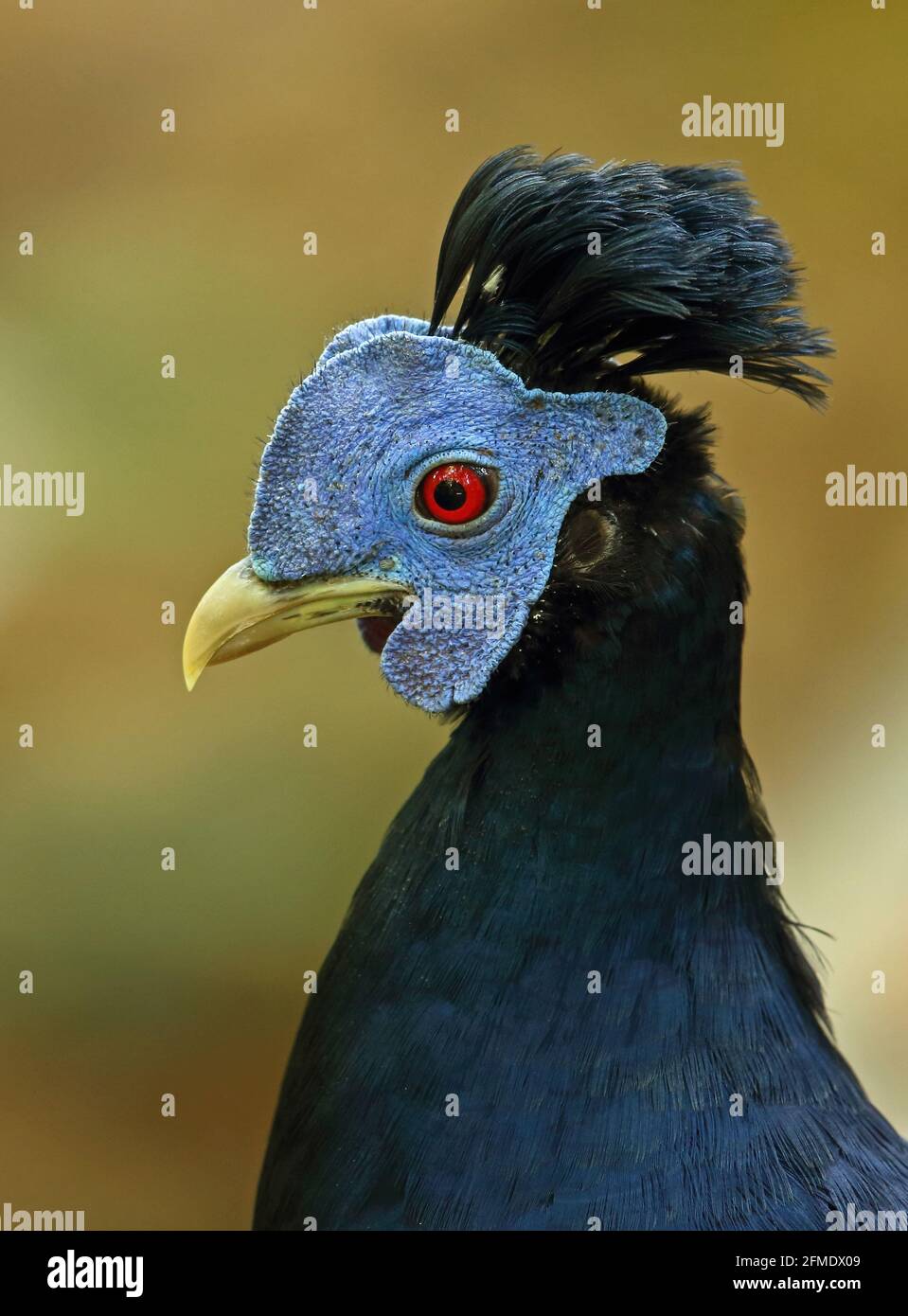 Malay Crested Fireback (Lophura rufa) close-up of adult male Taman ...