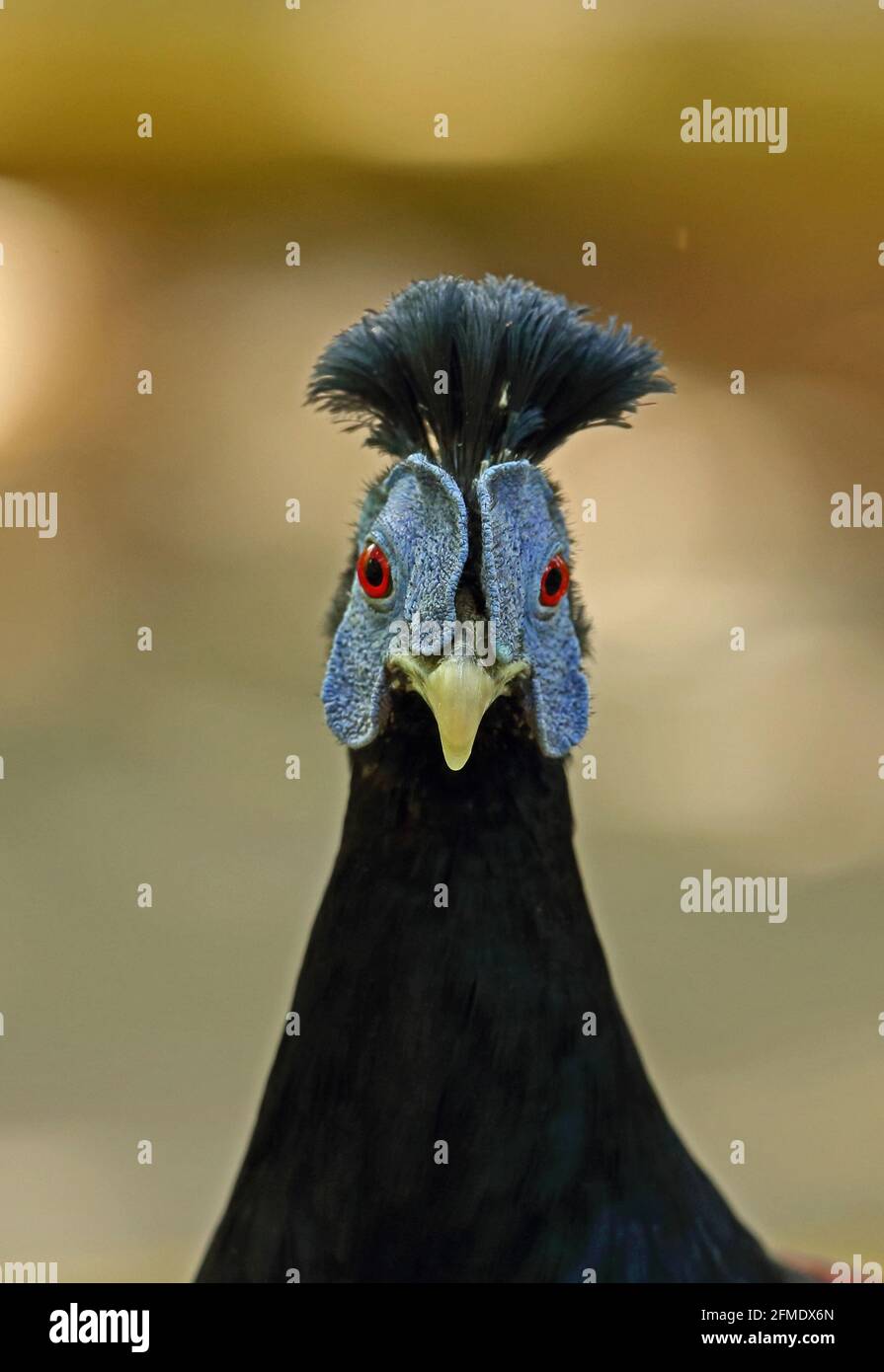 Malay crested fireback hi-res stock photography and images - Alamy
