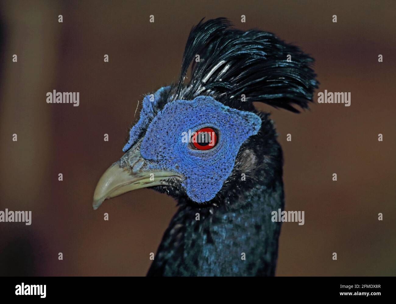 Male crested fireback hi-res stock photography and images - Alamy