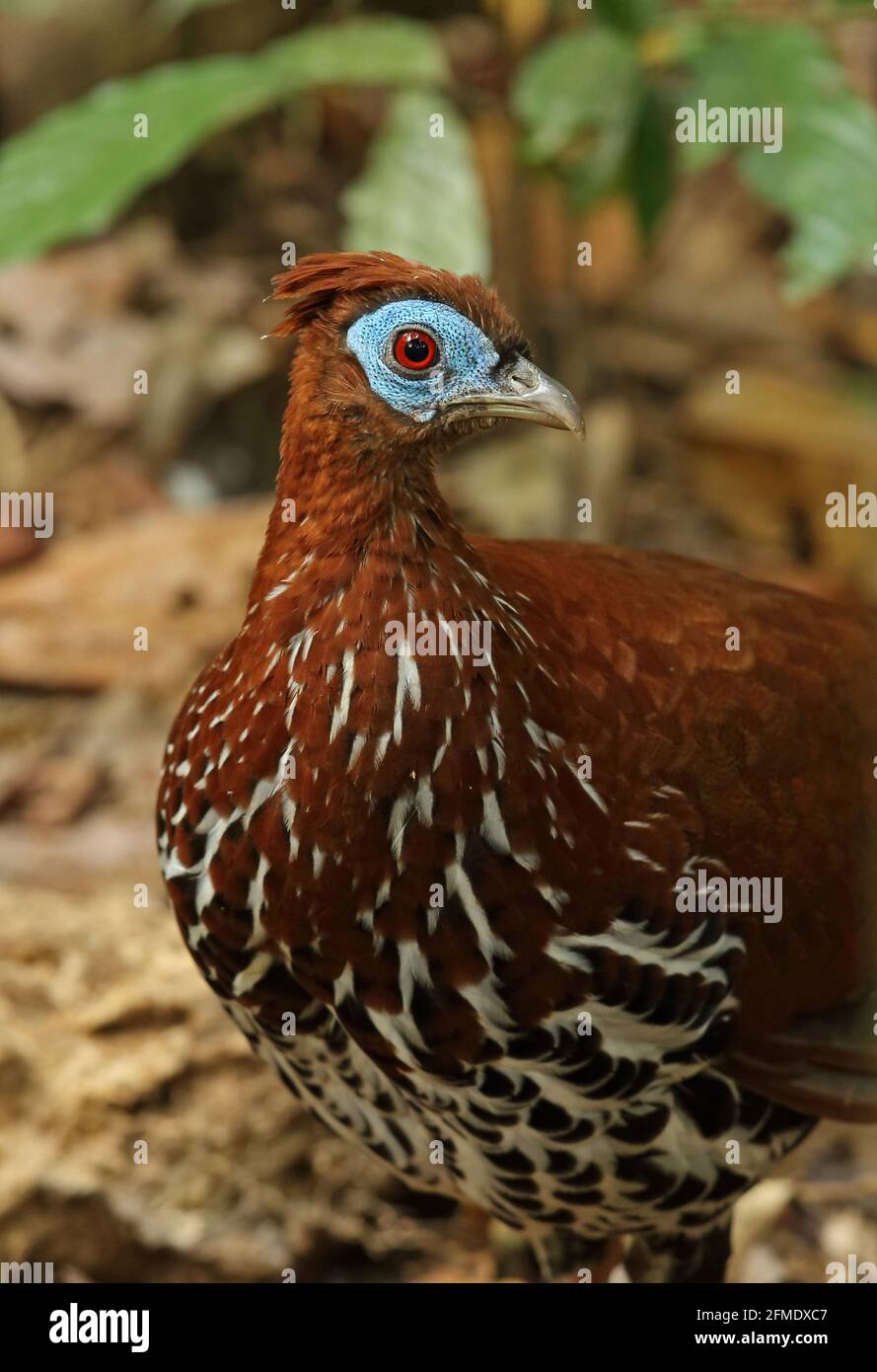 Malay crested fireback hi-res stock photography and images - Alamy