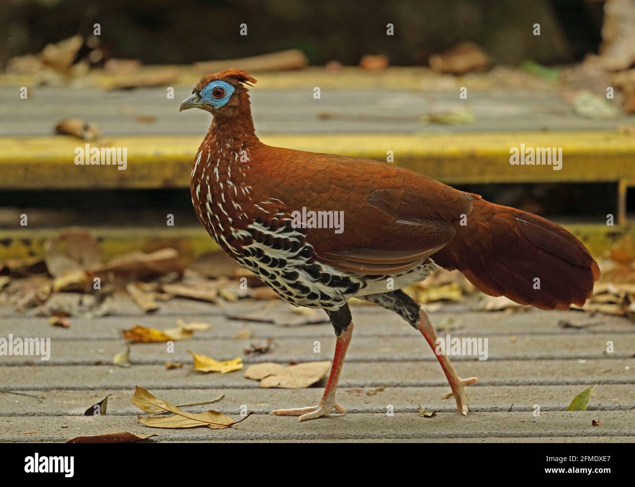 Malay Crested Fireback (Lophura rufa) adult female walking on boardwalk ...