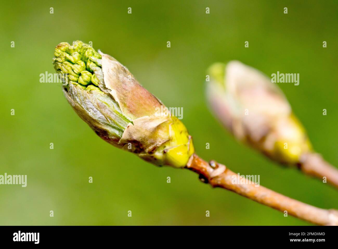 Acer flower hi-res stock photography and images - Alamy