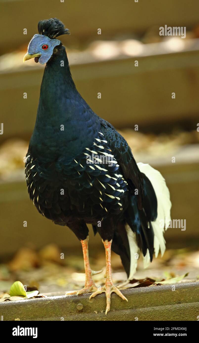 Male crested fireback hi-res stock photography and images - Alamy