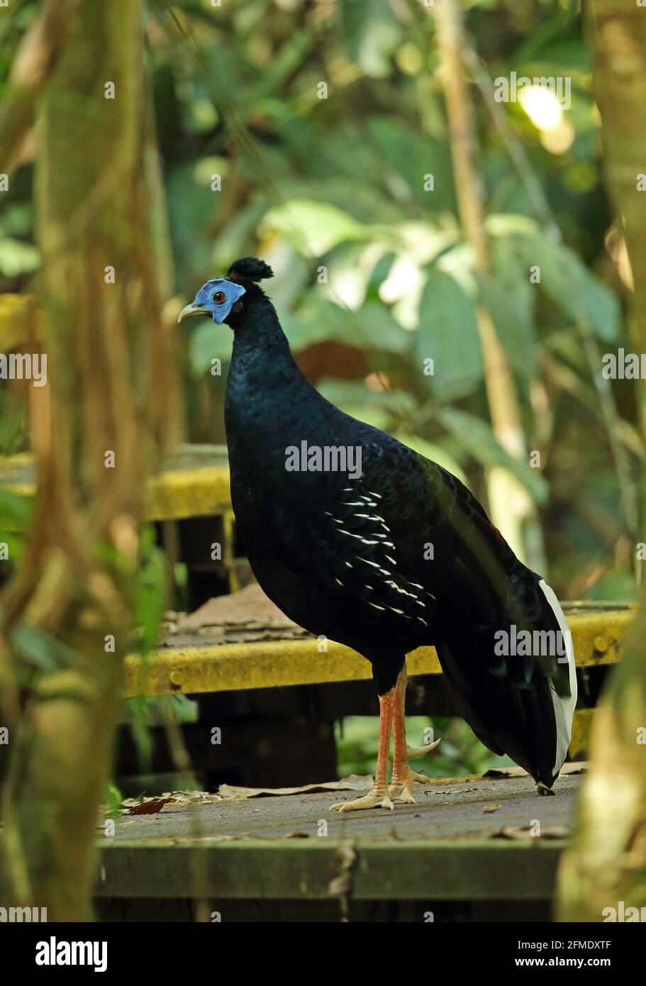 Malay crested fireback hi-res stock photography and images - Alamy