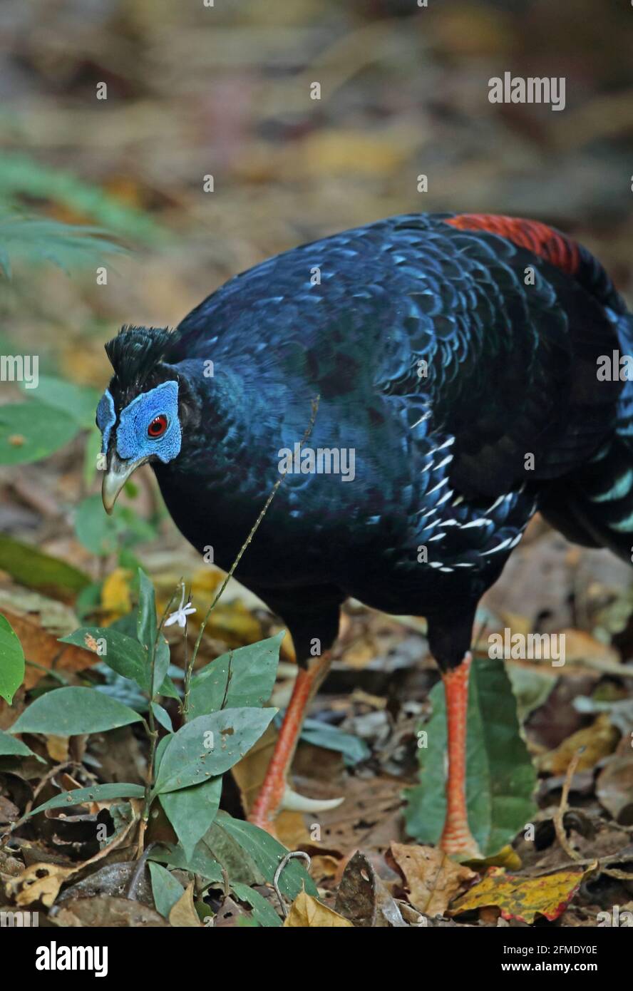Birding in malaysia hi-res stock photography and images - Alamy