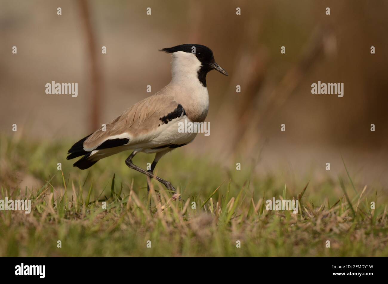 River Lapwing of Bhutan Stock Photo - Alamy