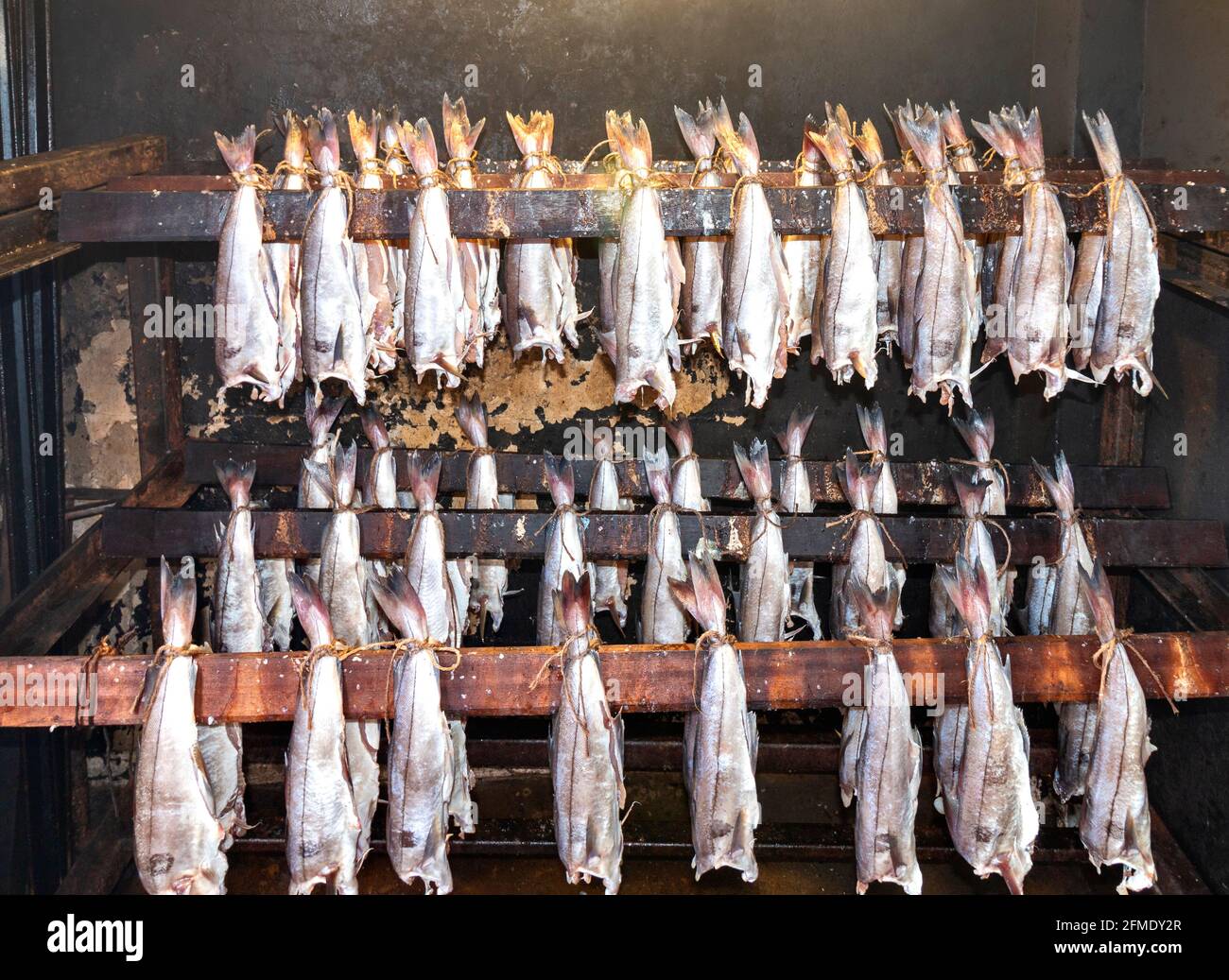 ARBROATH ANGUS SCOTLAND ROWS OF HADDOCK FISH SMOKIES IN THE SMOKE SHED ...