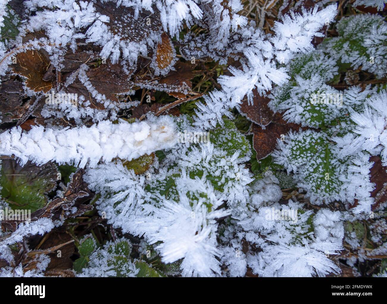 Einsiedeln, Switzerland - November 25, 2020: November winter frost on ...