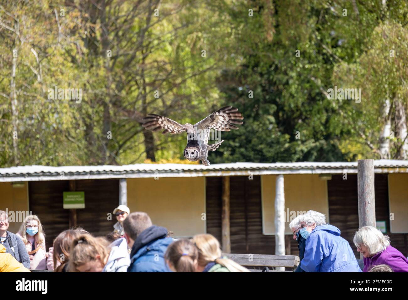 Spectators Ducking at a bird show in England Stock Photo - Alamy